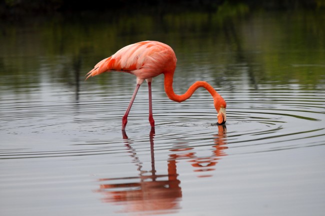 טיול לאיי הגלפגוס | גילי חסקין – מדריך טיולים